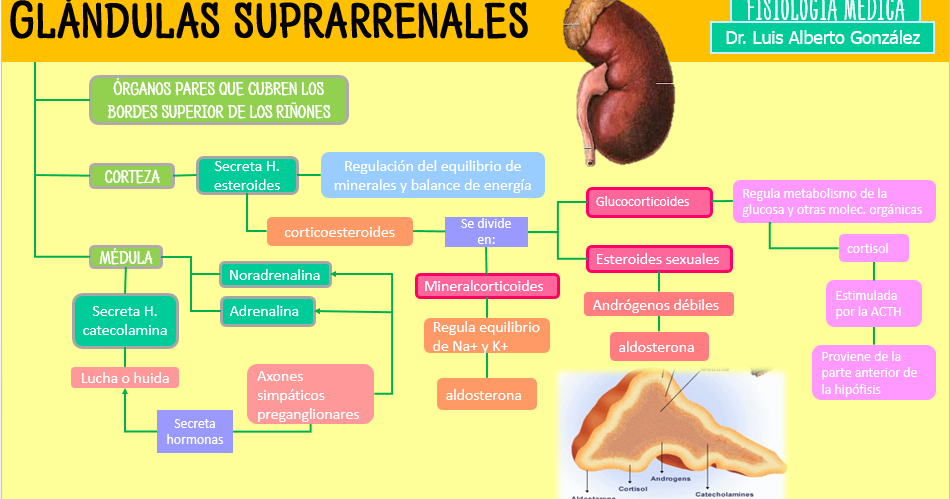 Yolva de Fisiologia: Glándulas Suprarrenales.