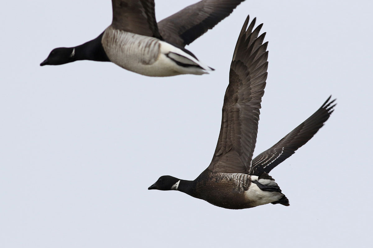 "BLACK" BRANT - Groton, CT - 5 Feb 2017