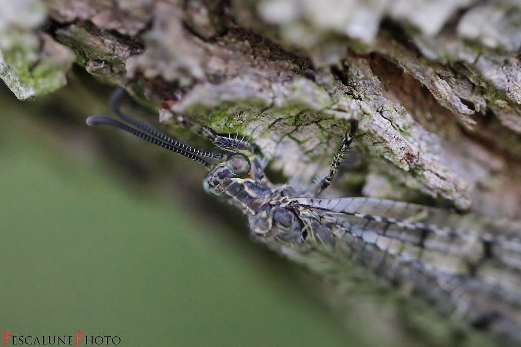 Pescalune Photo: Fourmilion longicorne (Distoleon tetragrammicus ...
