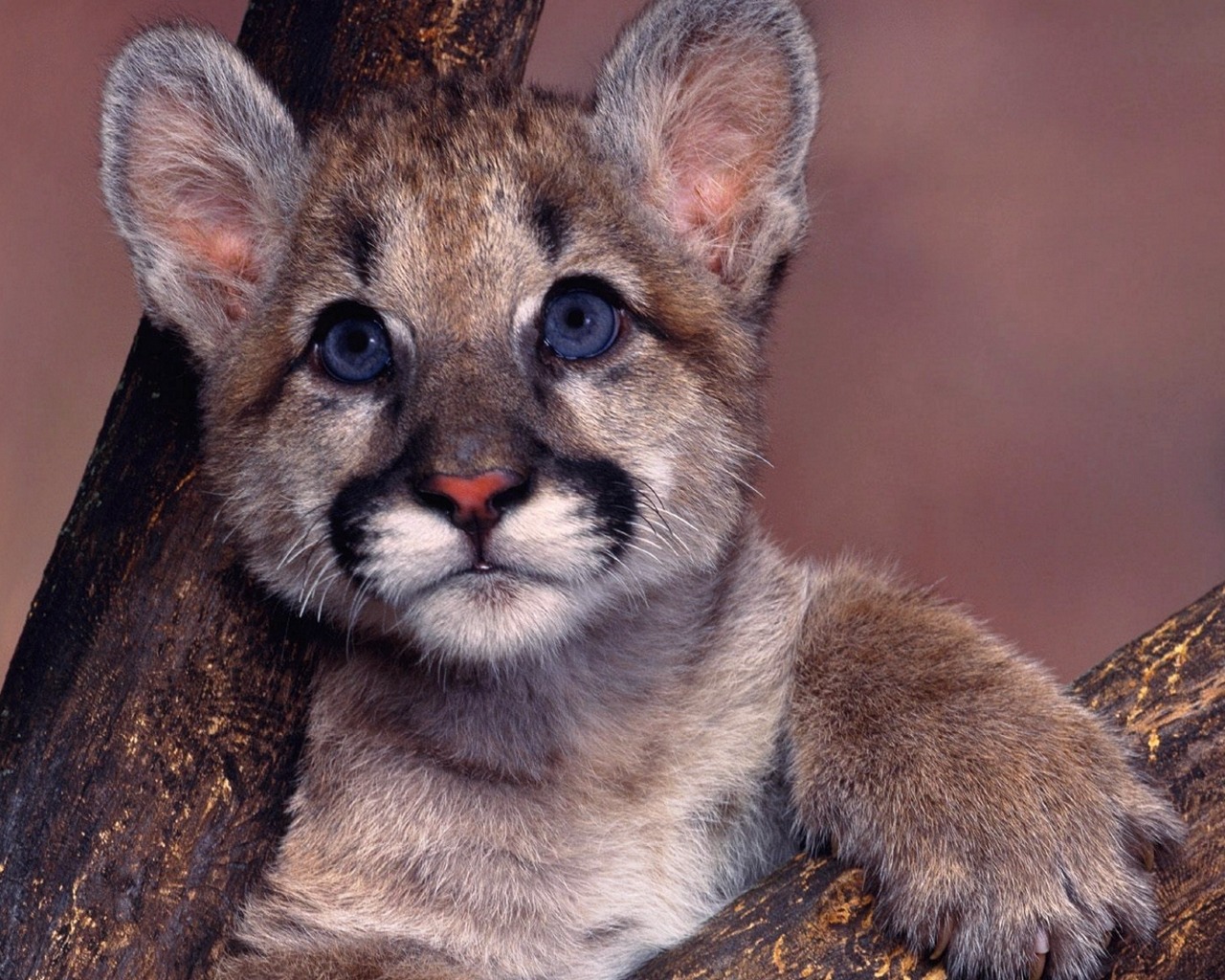 Imágenes tiernas para pc - Imagui