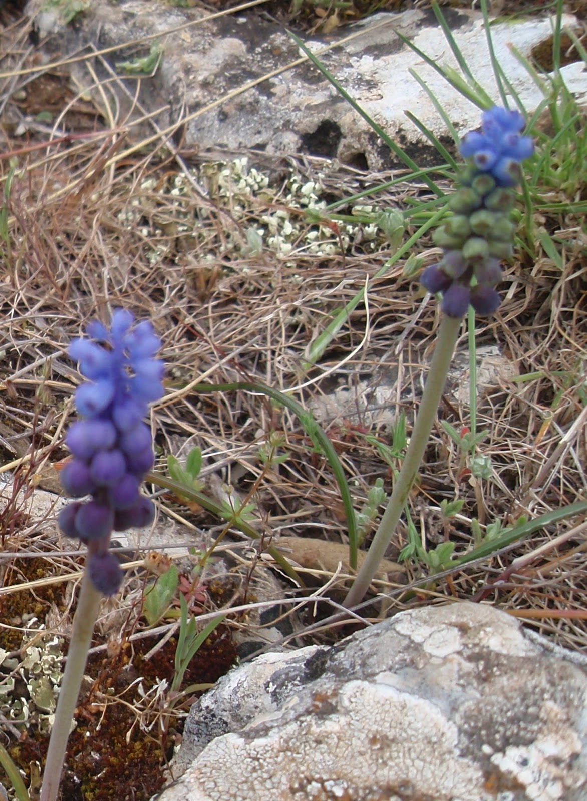 HERBARIO VIRTUAL DE BANYERES DE MARIOLA Y ALICANTE: Muscari atlanticum ...
