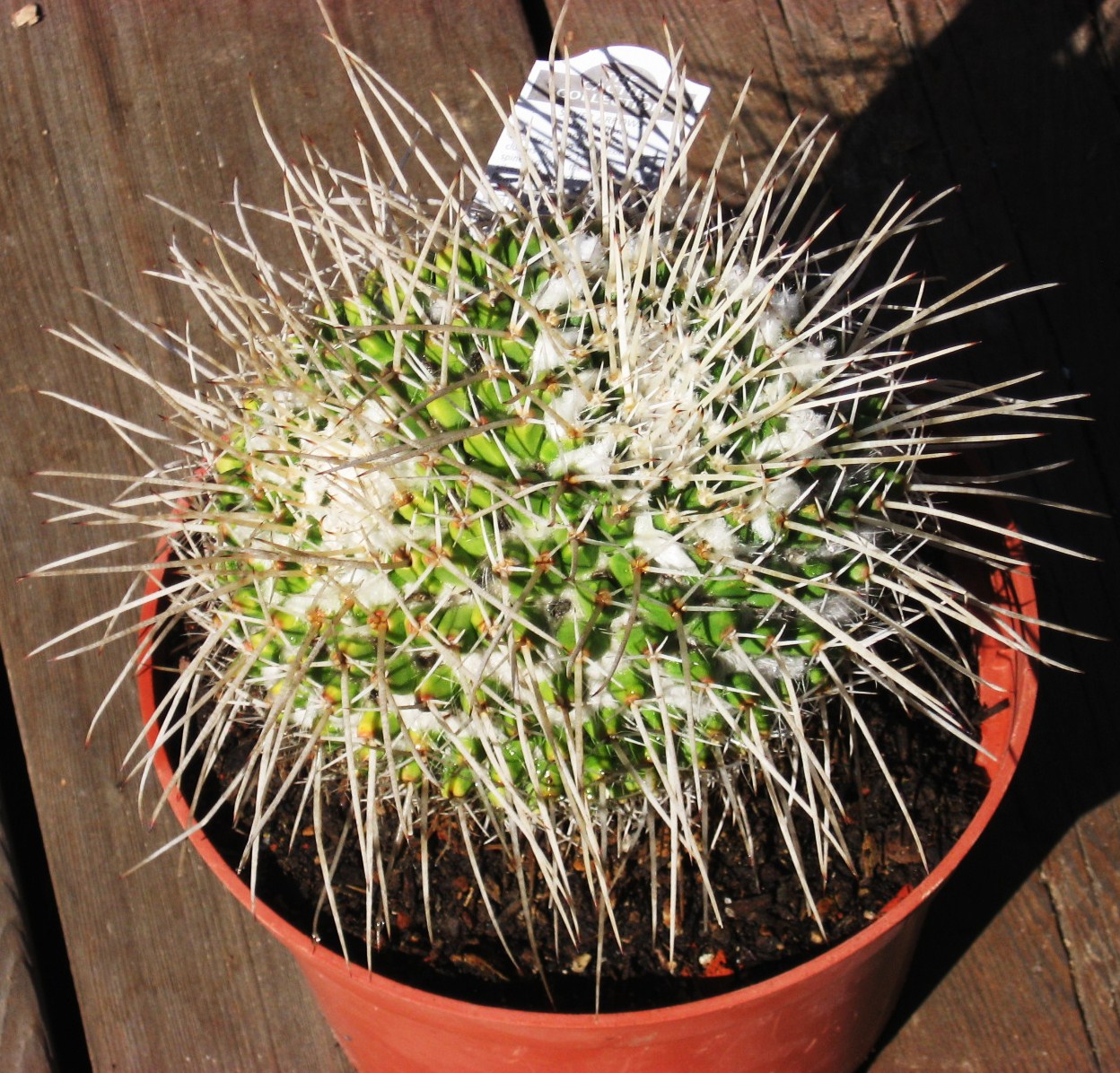 Desert Raven: Silver Arrows Cactus-Mammillaria Nejapensis