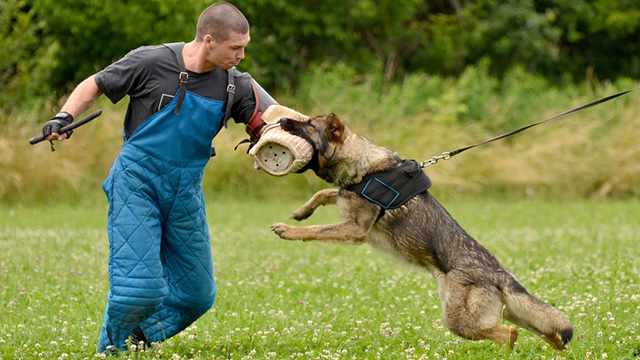 SEPSISA - Seguridad Privada: Cómo entrenar a un perro guardian