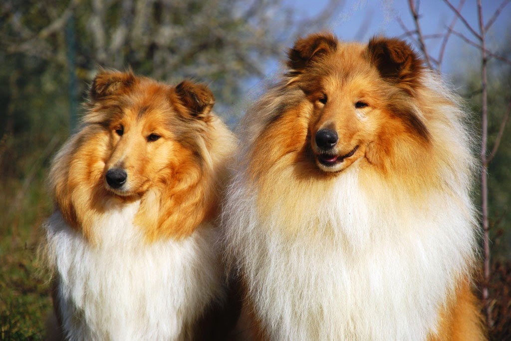 Collie | WIKI PERROS