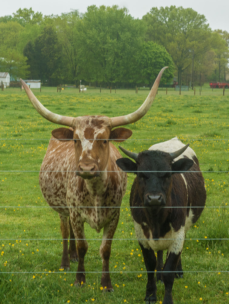 Merikay's Dream : Delaware Campground, New Jersey Campground