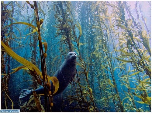 Haiwan haiwan Aneh Dalam Laut Sukar di Temui. - Gaban Comel