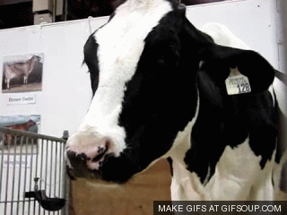 Gambar Bergerak Hewan Sapi Warna Belang Hitam Putih - ANIMASI DAN ...