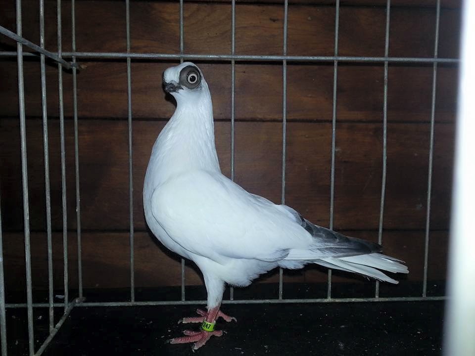 World of Pigeons and Doves: Budapest Shortbeak ( Budapester Kurze )