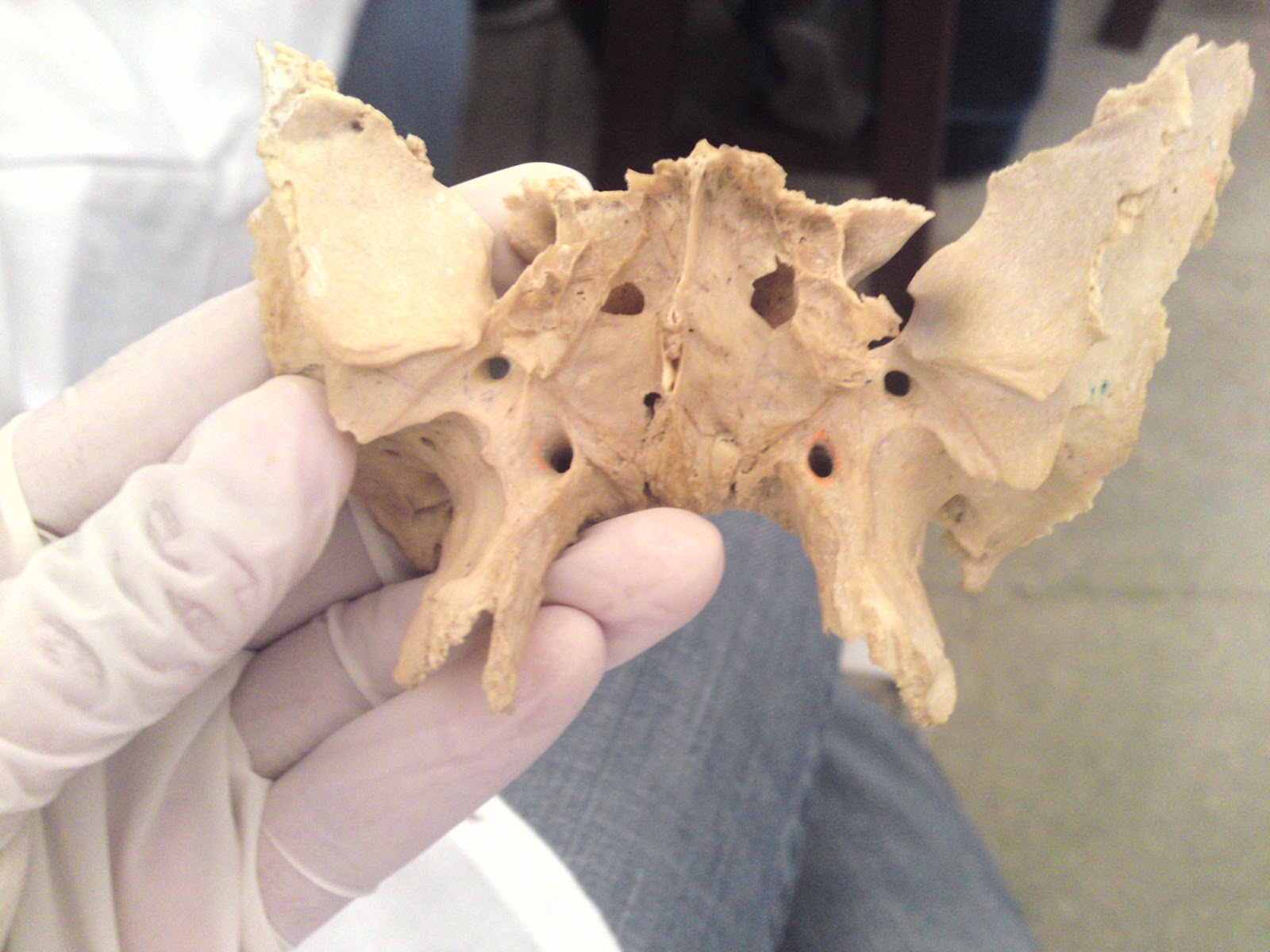 Anatomia Humana: esfenoides img