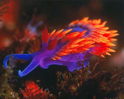 The Jungle Store: The Nudibranch - A Colorful Ocean Creature
