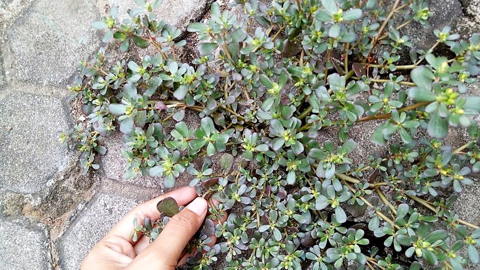 Krokot Jangan Dianggap Remeh, Tanaman Ini Ampuh Mengatasi Stroke ...