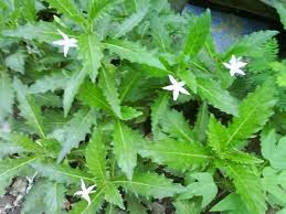 dunia kita: BUNGA KATARAK >> KITOLOD