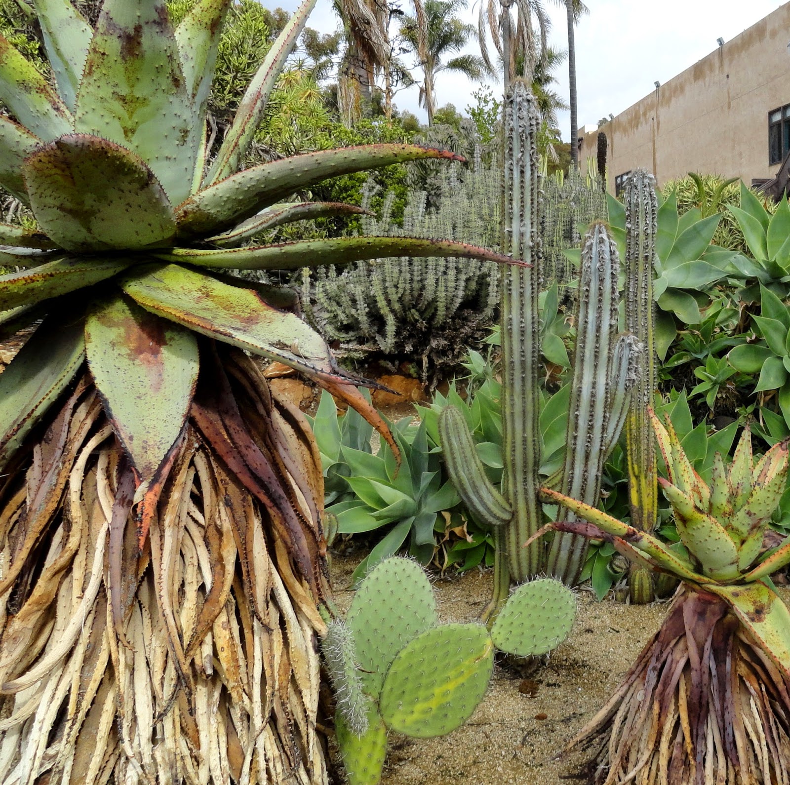 danger garden: The Old Cactus Garden at Balboa Park