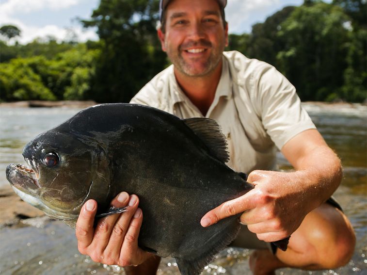 Black Pacu Si Ikan Hitam Bergigi Manusia dari Amazon - Nakama Aquatics