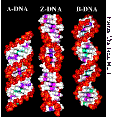 ¿Que es el ADN?: Clases de ADN