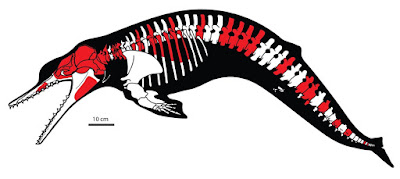 Species New to Science: [PaleoMammalogy • 2017] New Records of the ...