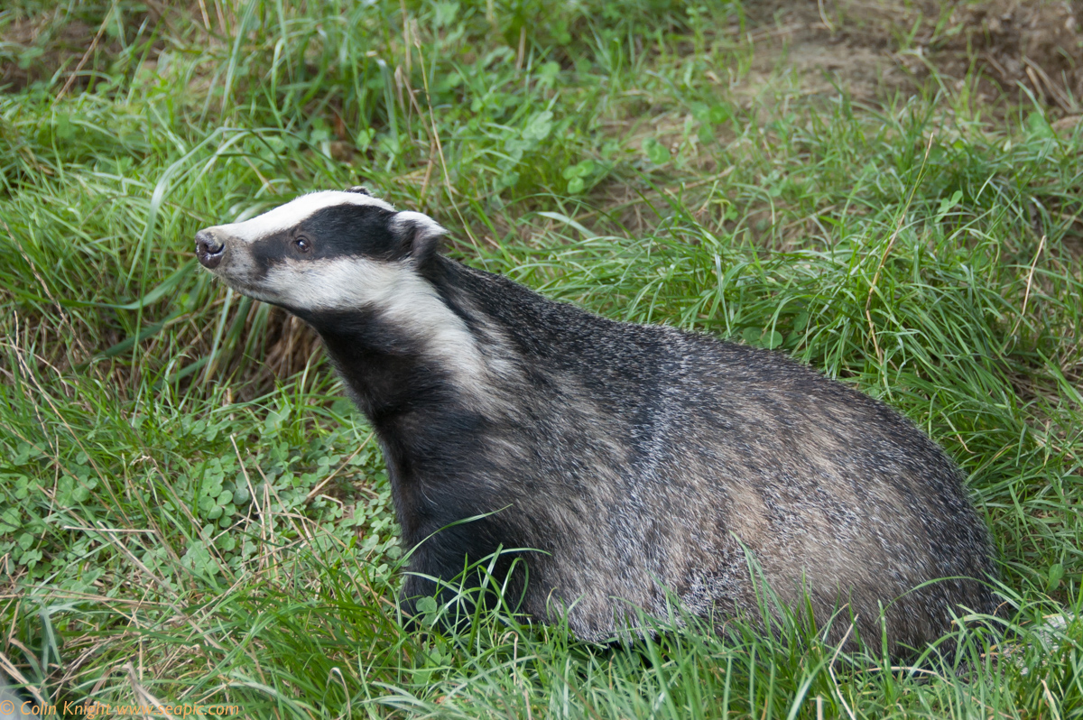 Postcards from Sussex: A day at the British Wildlife Centre