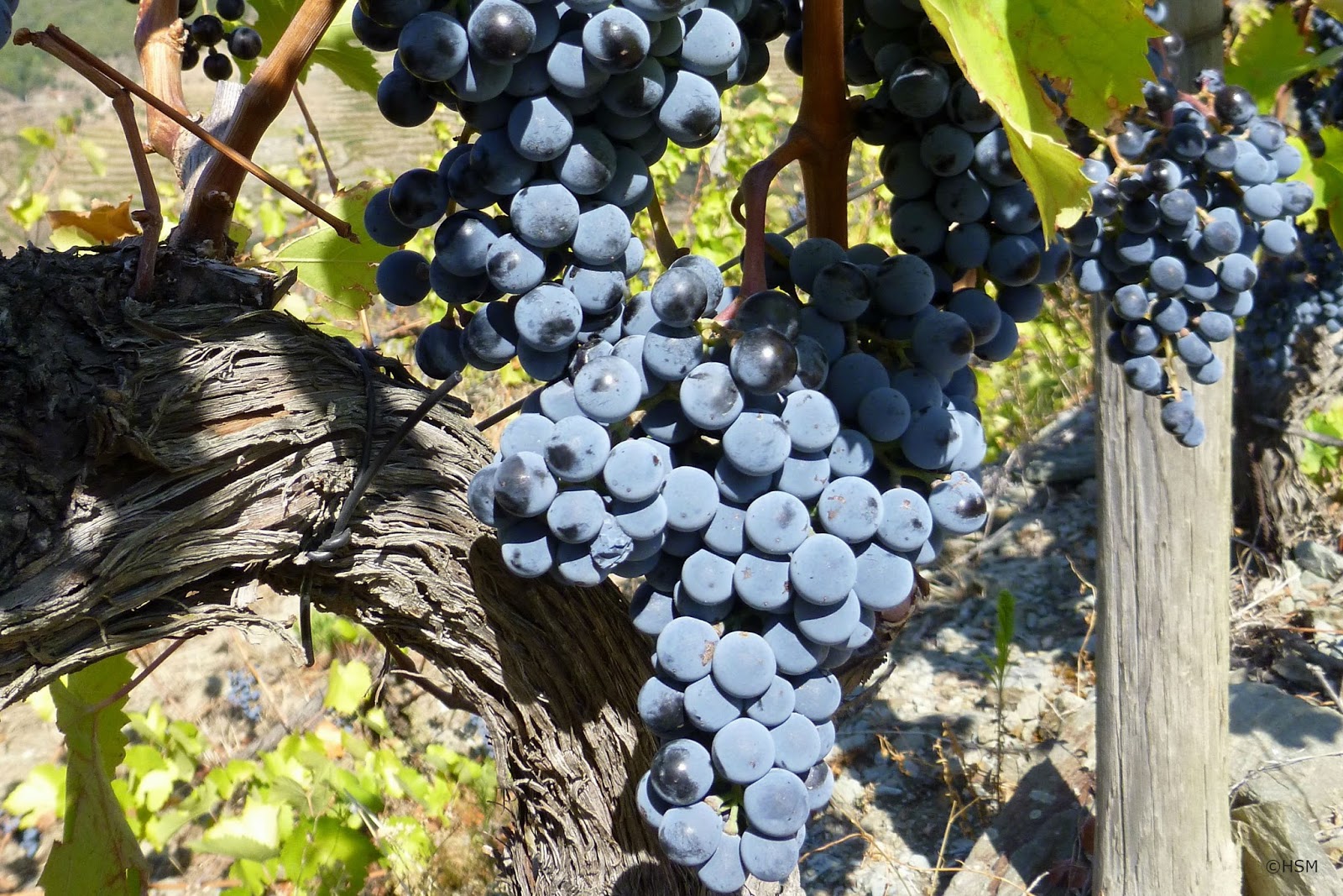 Port to Port wine : # Douro: The 2016 harvest report