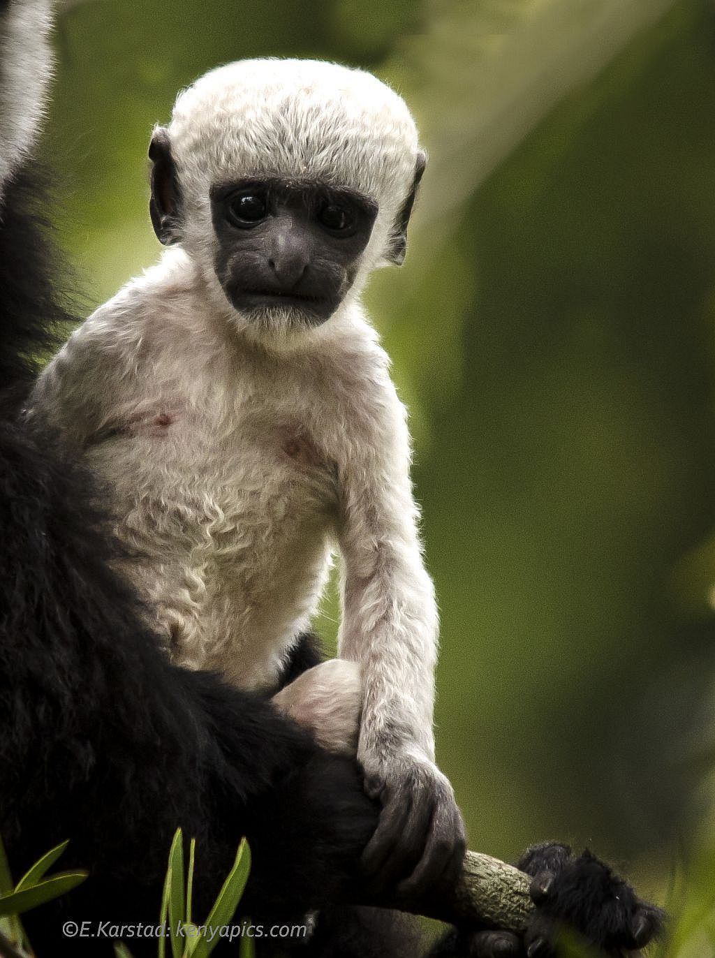 Elsen Karstad's 'Pic-A-Day Kenya': Baby Colobus Monkey- Mt. Kenya