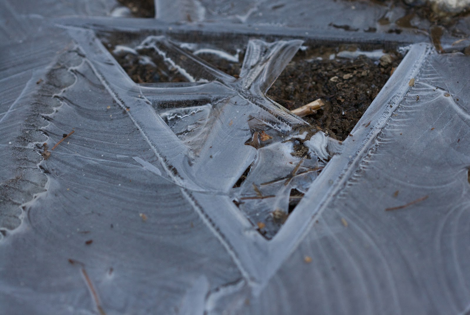 My Family and Other Animals: Ice Triangle