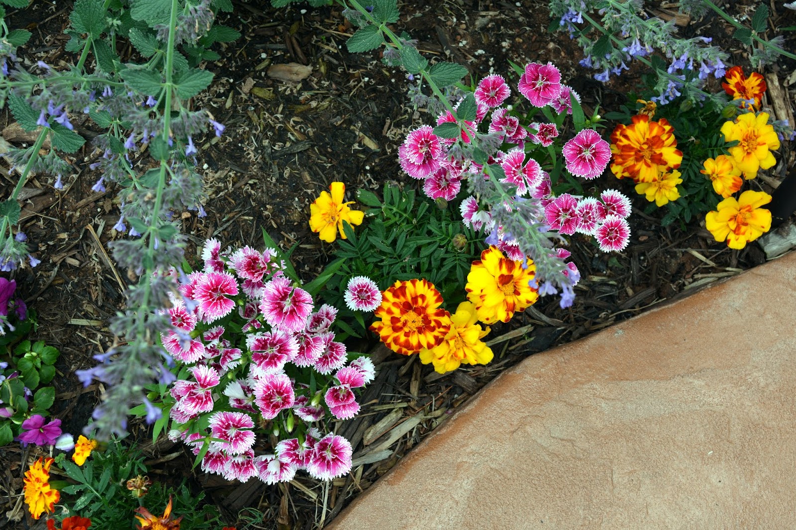 Mille Fiori Favoriti: Springtime In Colorado