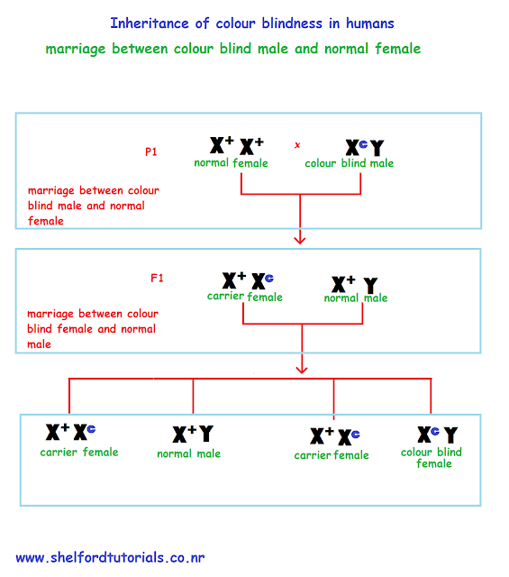 Shelford Tutorials Sex Linked Inheritance In Humans