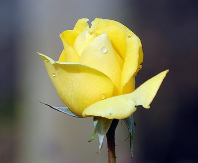 Ceritera Semua ::..: ........ Cerita Rose .........