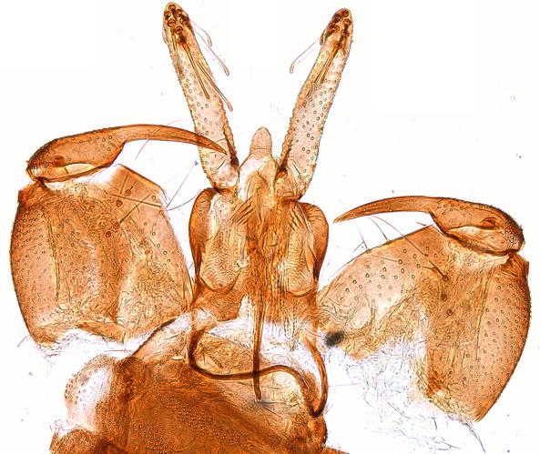 Gunnar's Guide to the Psychodidae: Pericoma rivularis Berdén, 1954