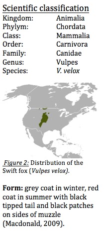Vulpes. The Evolution of Foxes: Vulpes velox the Swift Fox
