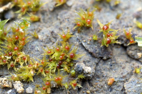 Botany Professor: Mosses of Central Florida 43. Micromitrium