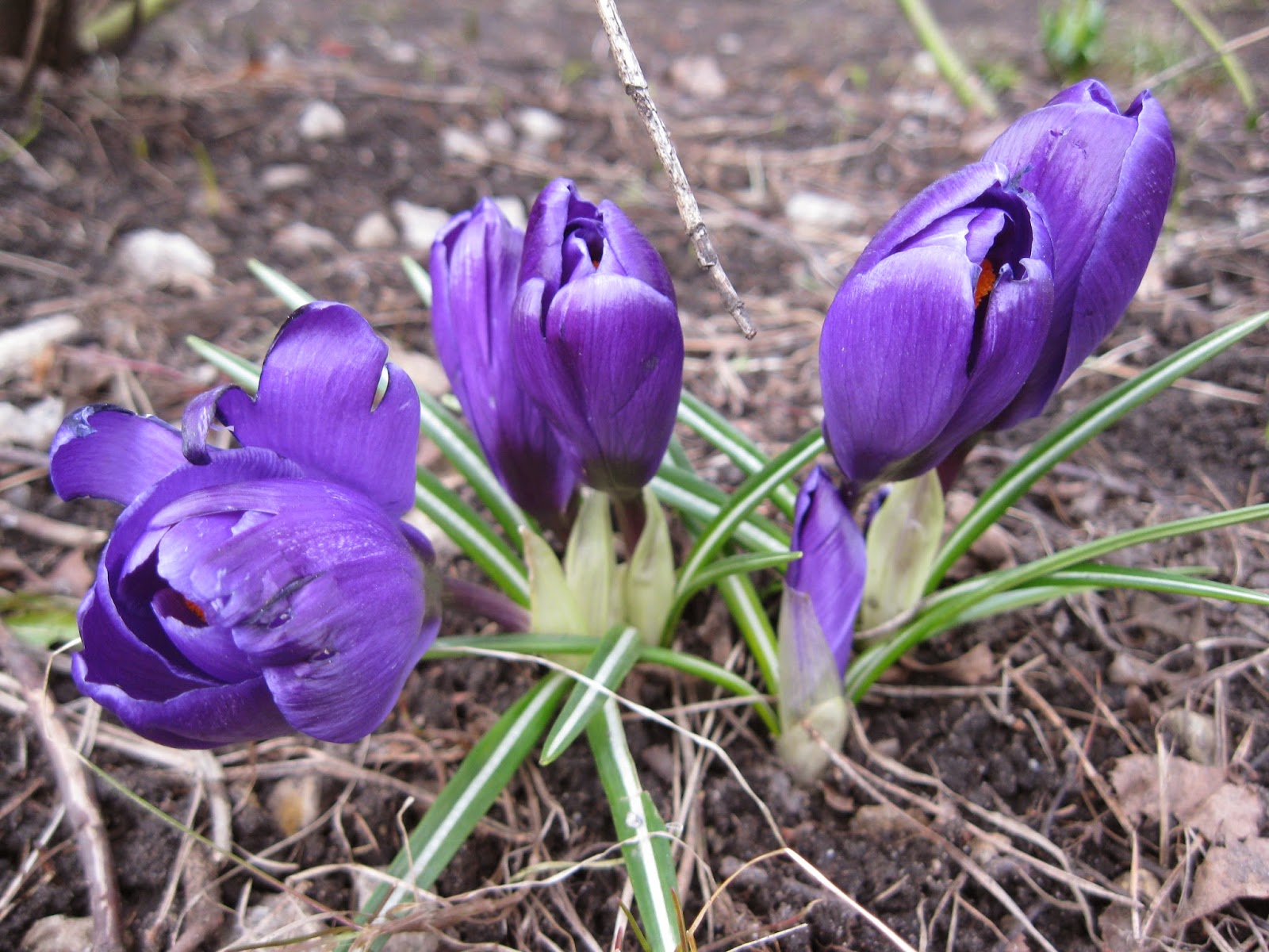 keskkonnasõbrake: Täna algab kevad!