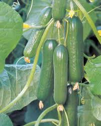 Greek Aquaponics Ενυδρειοπονία: ΦΥΤΑ