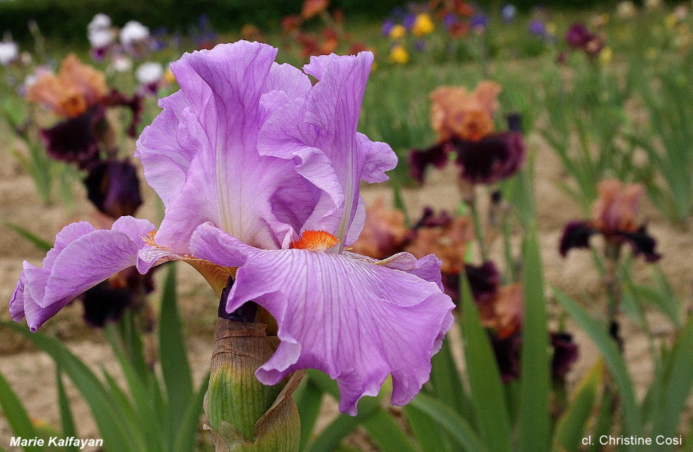 World of Irises: French Irises and Their Hybridizers