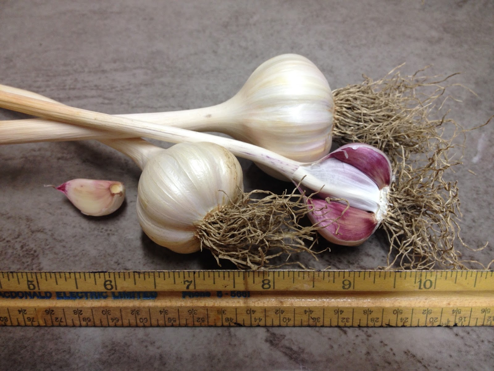 Growing Ontario Garlic: Garlic Gallery