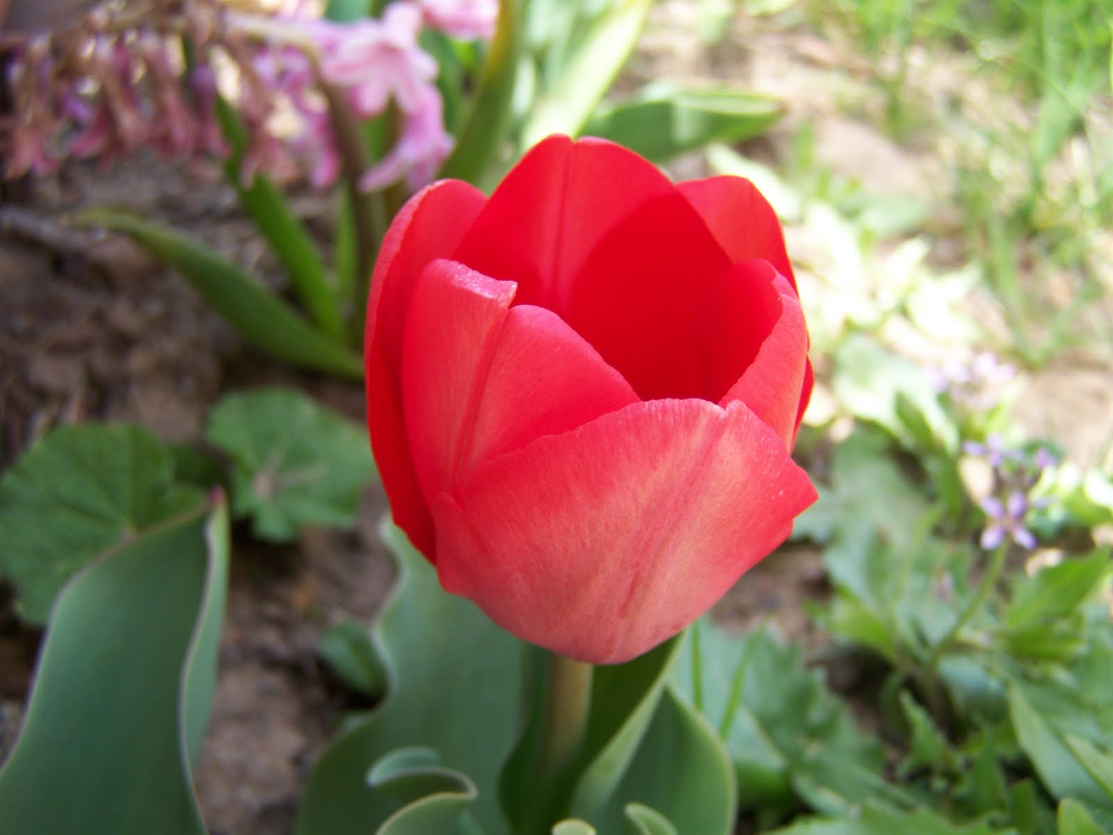 Gardening and Flowers: Beautiful Red Tulip Flowers