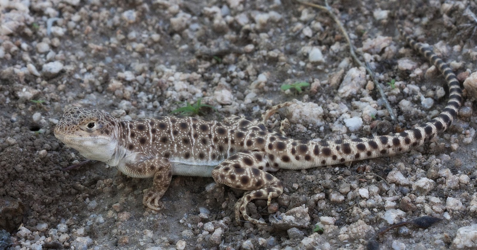 Salamander-Shmalamander: 2013