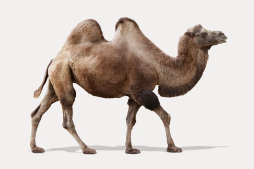 Terkini 10+ Gambar Sketsa Hewan Unta