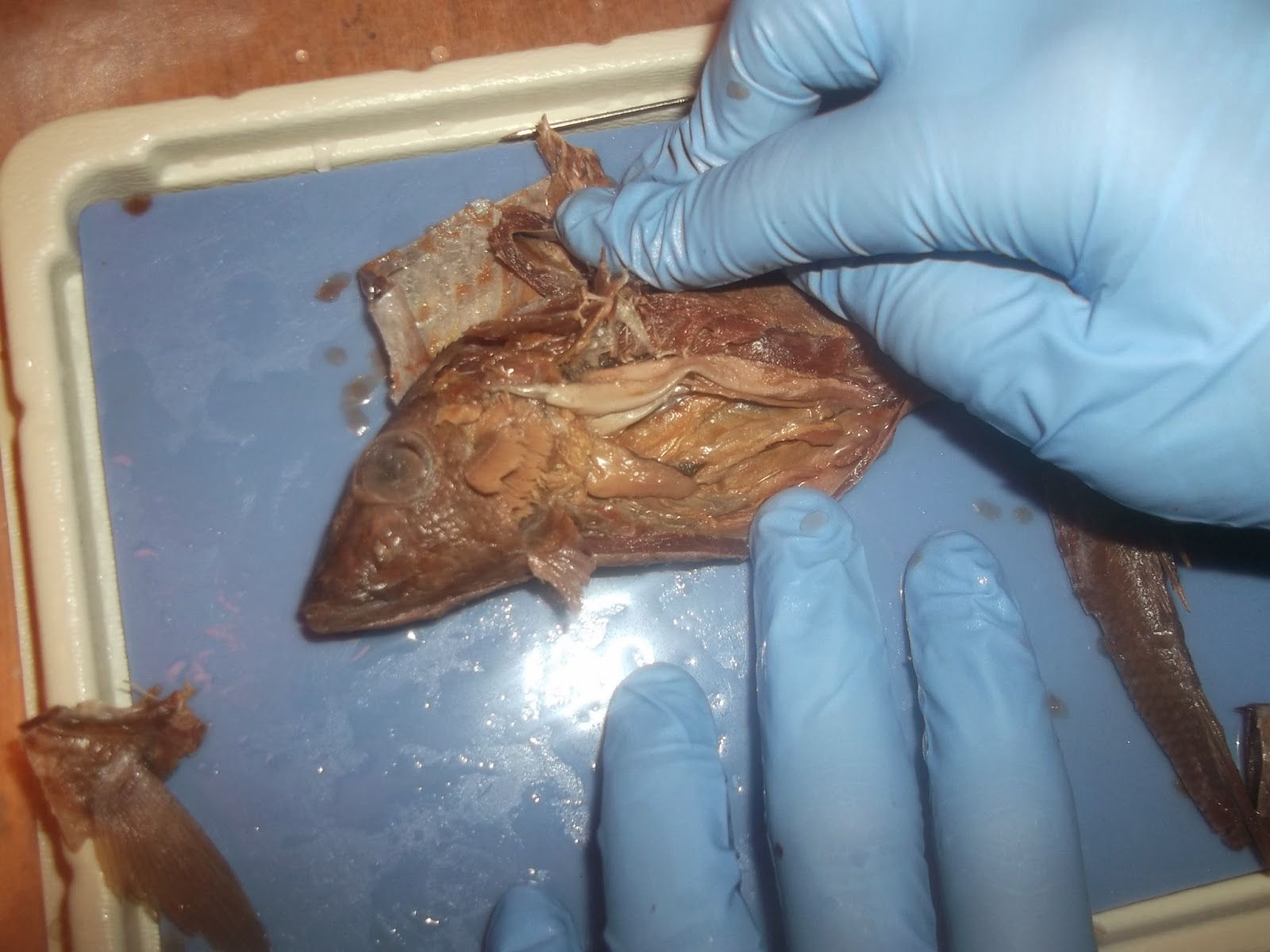 Melissas Homeschool Blog: Marine Biology Dissection Lab