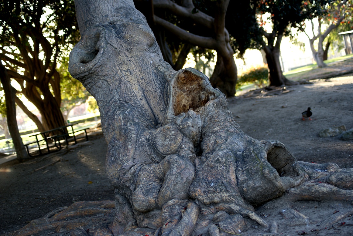 A photo, A thought............: Observation: Tree monsters.....the ...