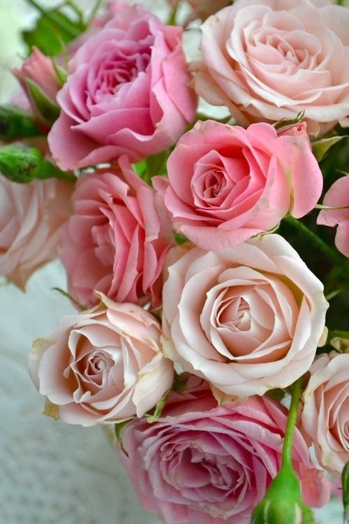 Santa Clara clásica: Rosa rosae