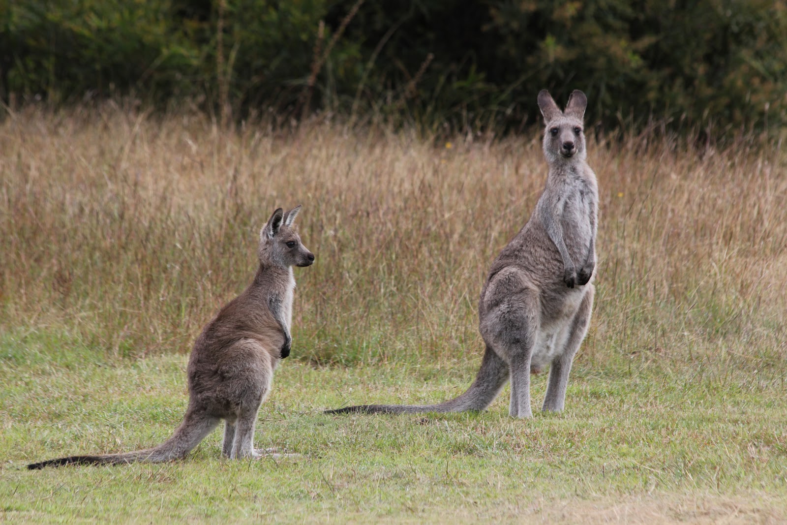 BirdCam on Cheltenham: Australia - Koalas, Roos and Cockatoos!