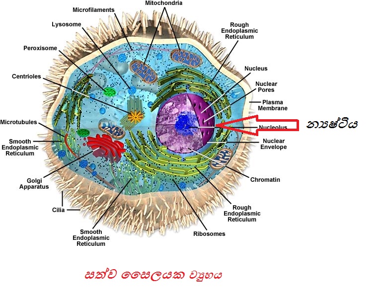 පිළිකාව : 2.පිළිකාවේ ආරම්භය