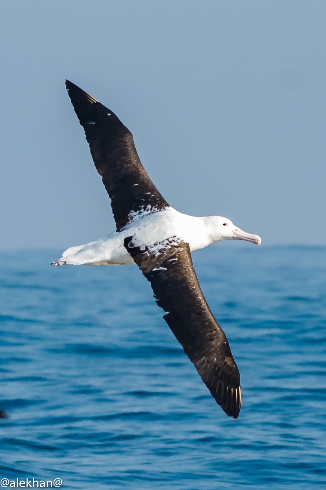 Pájaros, Pajarracos: Albatros Real del norte