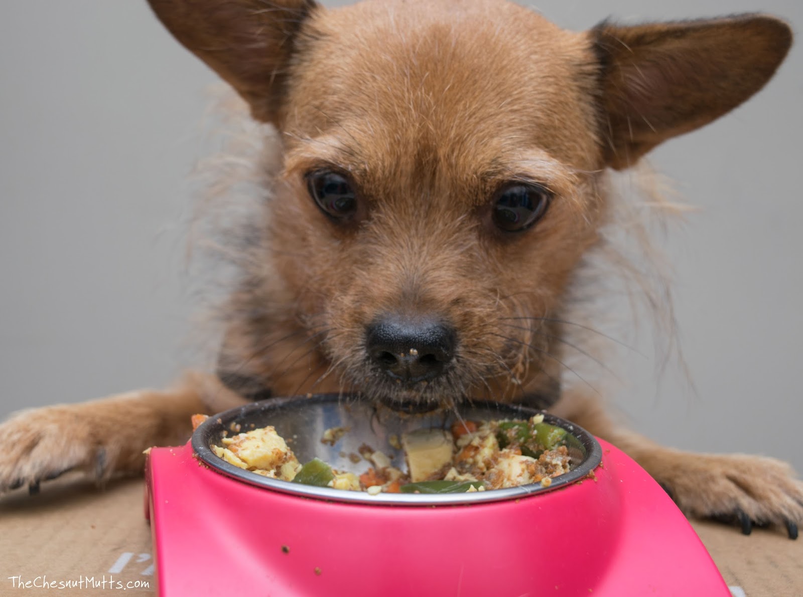 Updated Review: Fresh Dog Food Delivered to Your Doorstep with ...