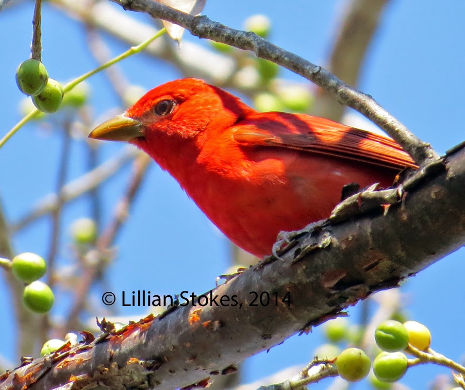 STOKES BIRDING BLOG: Summer Tanager and More Migrants in Florida