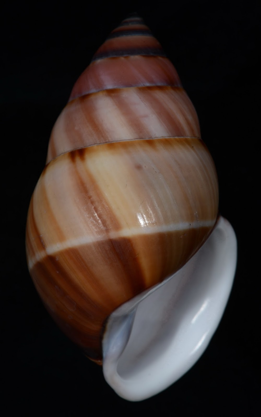 Dr. Lee's Gallery Museum: Amphidromus inversus annamiticus 53.03mm ...