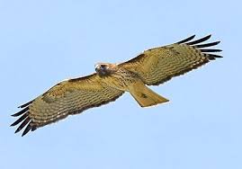 Angels for You: Red Tailed Hawk