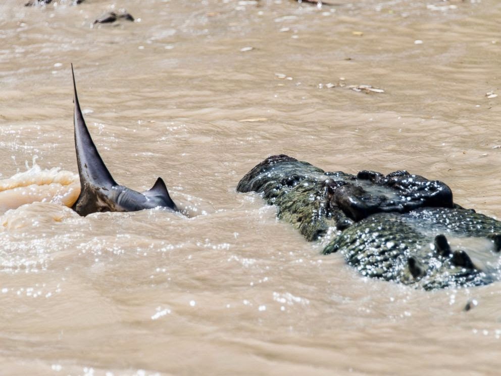 Incredible Photos of a Croc Taking on a Shark