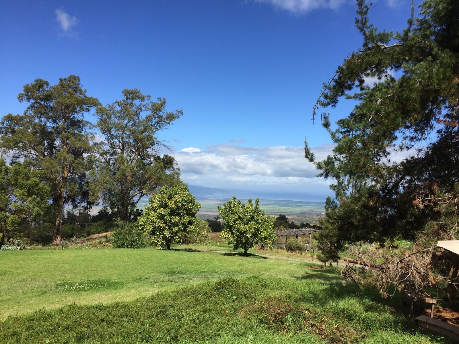 San Jose Food Blog: Maui 2016 - O'o Farms Tour and Maui Winery