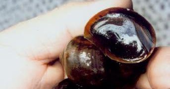 Naturalism - the Eighth Sense: Snails (kuhol) are controlled with neem ...